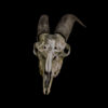 Goat Skull Baphomet Mask - Ministry of Masks