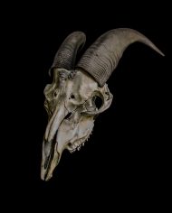 Goat Skull Baphomet Mask - Ministry of Masks