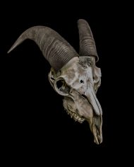 Goat Skull Baphomet Mask - Ministry of Masks